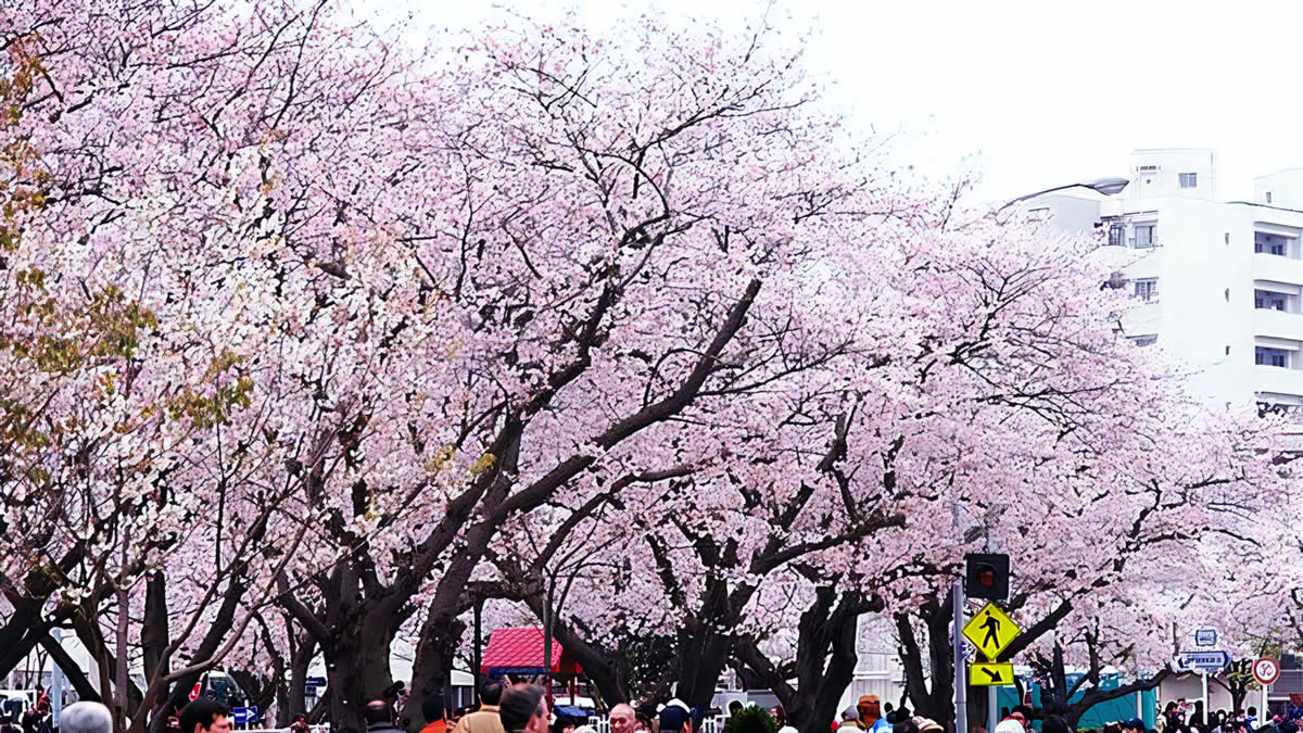 米海軍横須賀基地「よこすかスプリングフェスタ2025」3月22日(土)開催。桜のお花見が楽しめる一般開放イベント